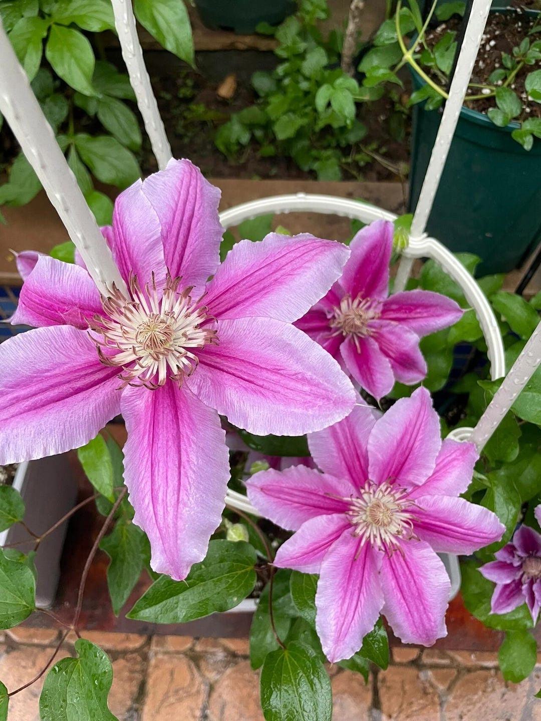 Rare Japanese Clematis【nishiki｜錦】- Live Plant｜锦｜bi-color: Starts Pale ...