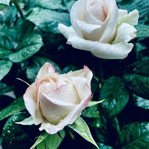 Pearlescence Rose【sliver Lining】1.5 Gal Ownroot| Silver-gray | Strong ...