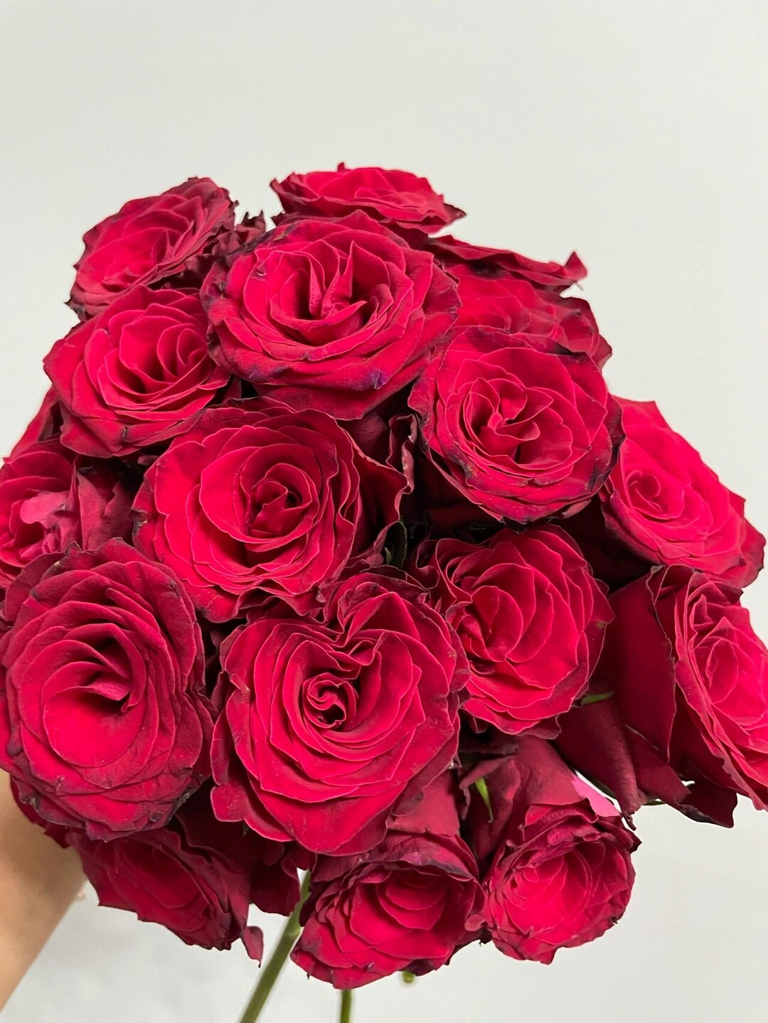 Rose【rhodos】-1.5gal Ownroot Liveplant |love｜罗德斯| Extended Vase Life ...