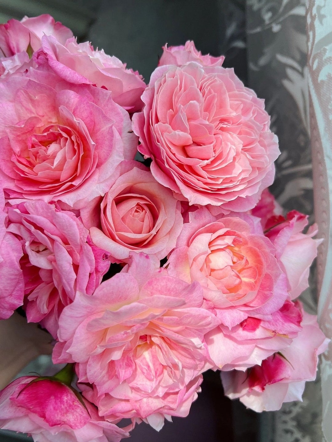 Popular Rose【neptune King Terrazza】 -1 Gal Ownroot| Largeflower| Wave ...