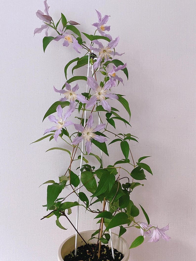 Rare Clematis【east River】-liveplant｜东方河流large Star Bloom - Etsy