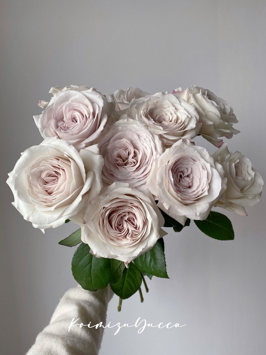 Pearlescence Rose【sliver Lining】1.5 Gal Ownroot| Silver-gray | Strong ...