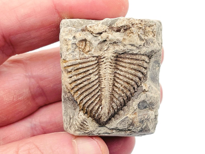 Trilobite Fossil - Ancient Fossil - Fossil Conch - Collector Fossil ...