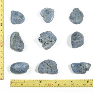 Blue Coral Tumbled Stone - Blue Coral Crystal Stones –protection Stone ...