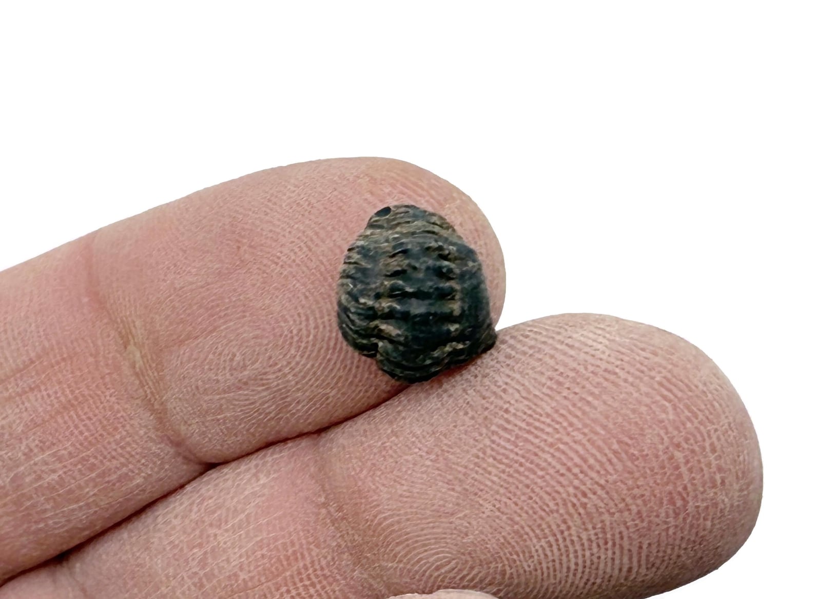 Mini Trilobite - Moroccan Devonian Trilobiten - Fossilization ...