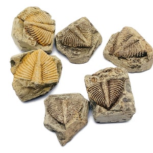 Trilobite Fossil - Ancient Fossil - Fossil Conch - Collector Fossil ...