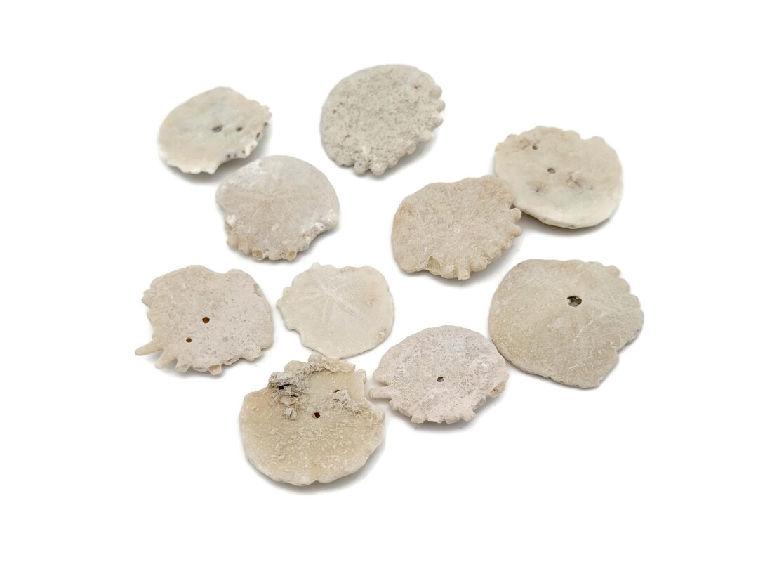 Moraccan Sand Dollar Fossil - Heliophora Fossil - Fossil Specimen ...