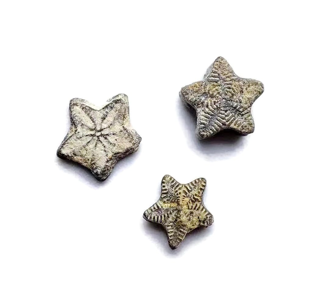 Crinoid Star Fossil - Fossilization - Paleobiology - Unpolished - Great ...