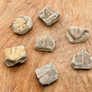 Trilobite Fossil - Ancient Fossil - Fossil Conch - Collector Fossil ...