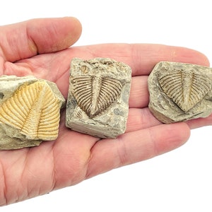 Trilobite Fossil - Ancient Fossil - Fossil Conch - Collector Fossil ...
