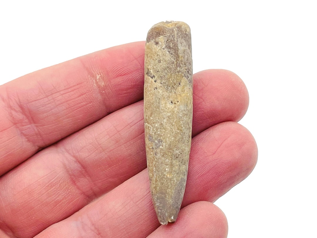 Belemnite Fossil - Squid Fossil - Madagascar Mineral - Collector Fossil ...