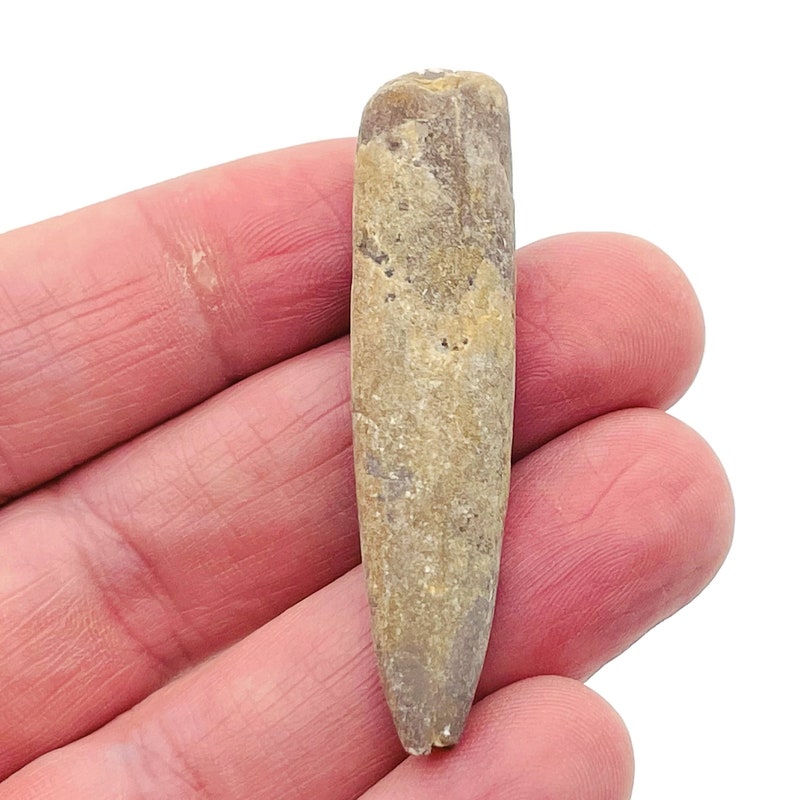 Belemnites Fossil - Etsy