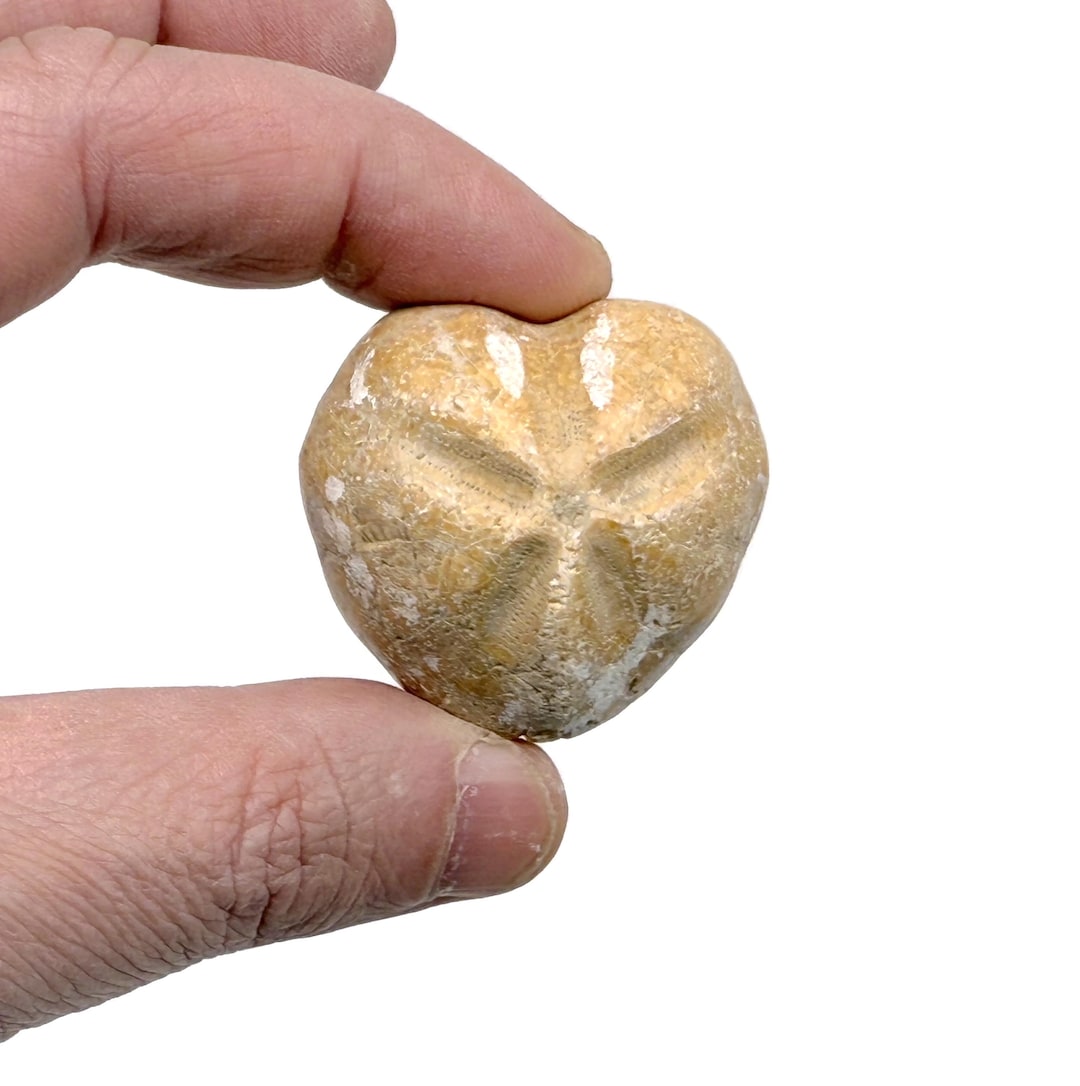 Hemiaster Fossil - Fossil Sea Urchin - Fossil Specimen - Collector ...