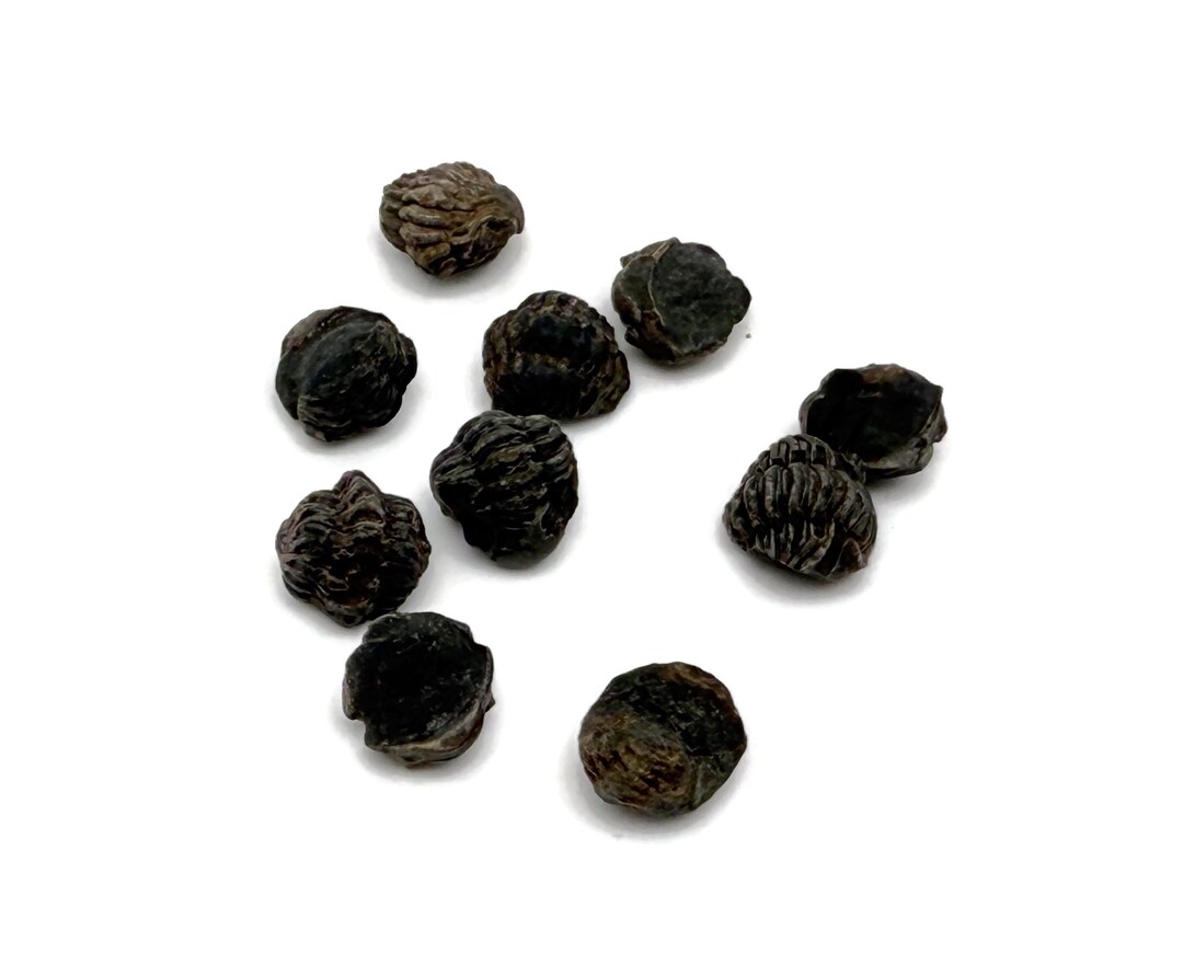 Mini Trilobite - Moroccan Devonian Trilobiten - Fossilization ...