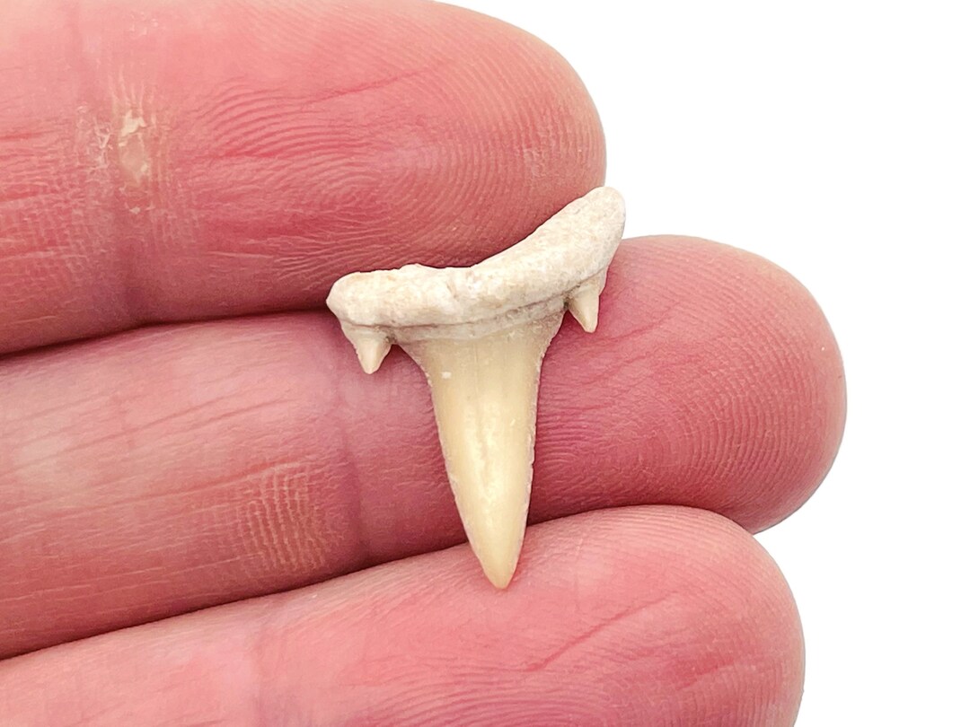 Shark Teeth - Real Fossil Shark Teeth - Shark Tooth Fossil - FOMIX - Etsy