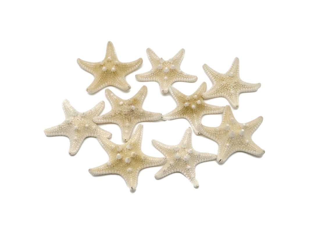 Natural White Knobby Starfish - Aquarium Decoration Starfish - Sea ...