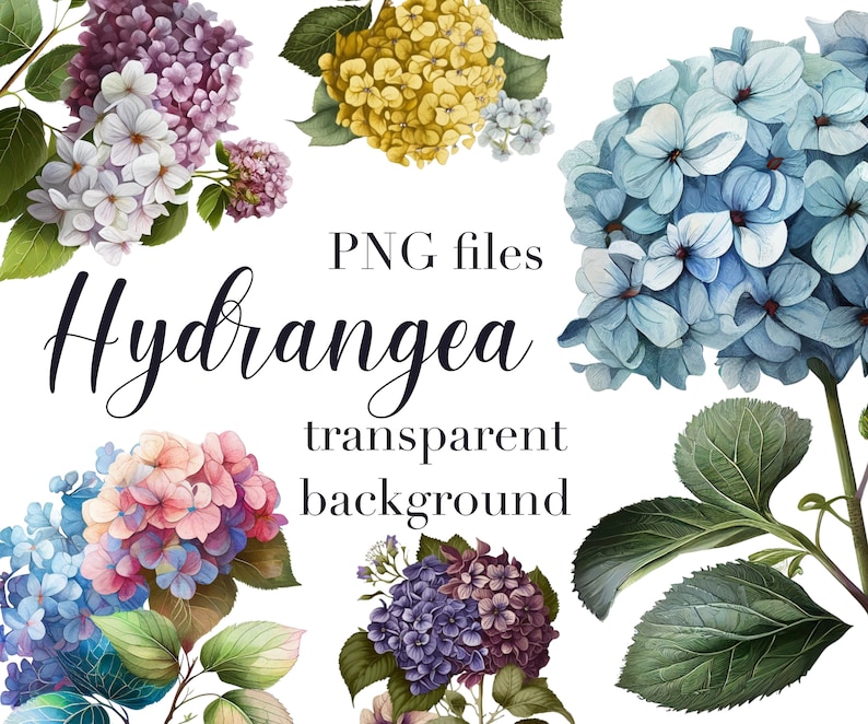 Hydrangea Clipart Hydrangea PNG Watercolor Hydrangea - Etsy
