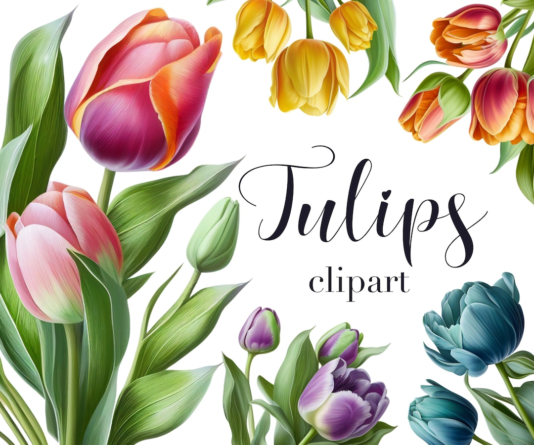 Tulip Clipart, Tulip PNG, Watercolor Tulips, Tulips Illustration ...