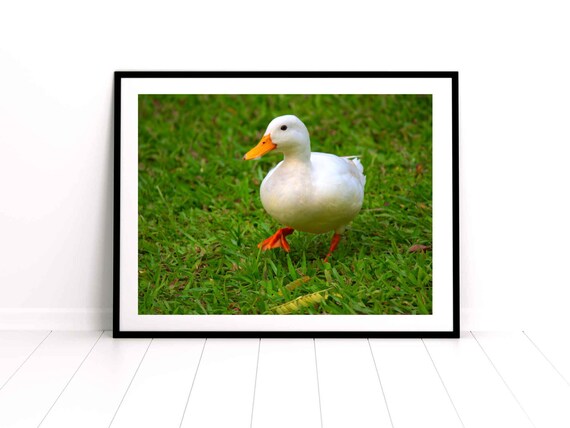 Waddling Duck