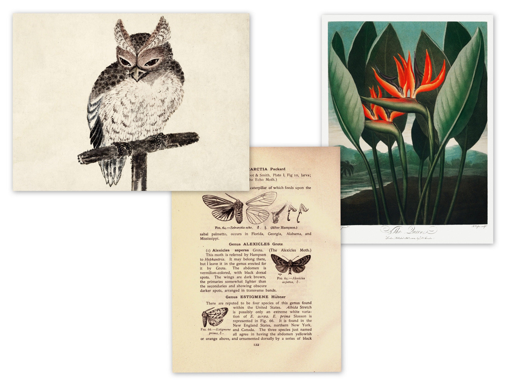 Dark Academia Poster Printable 60 Pcs Mix Dark Academia - Etsy UK