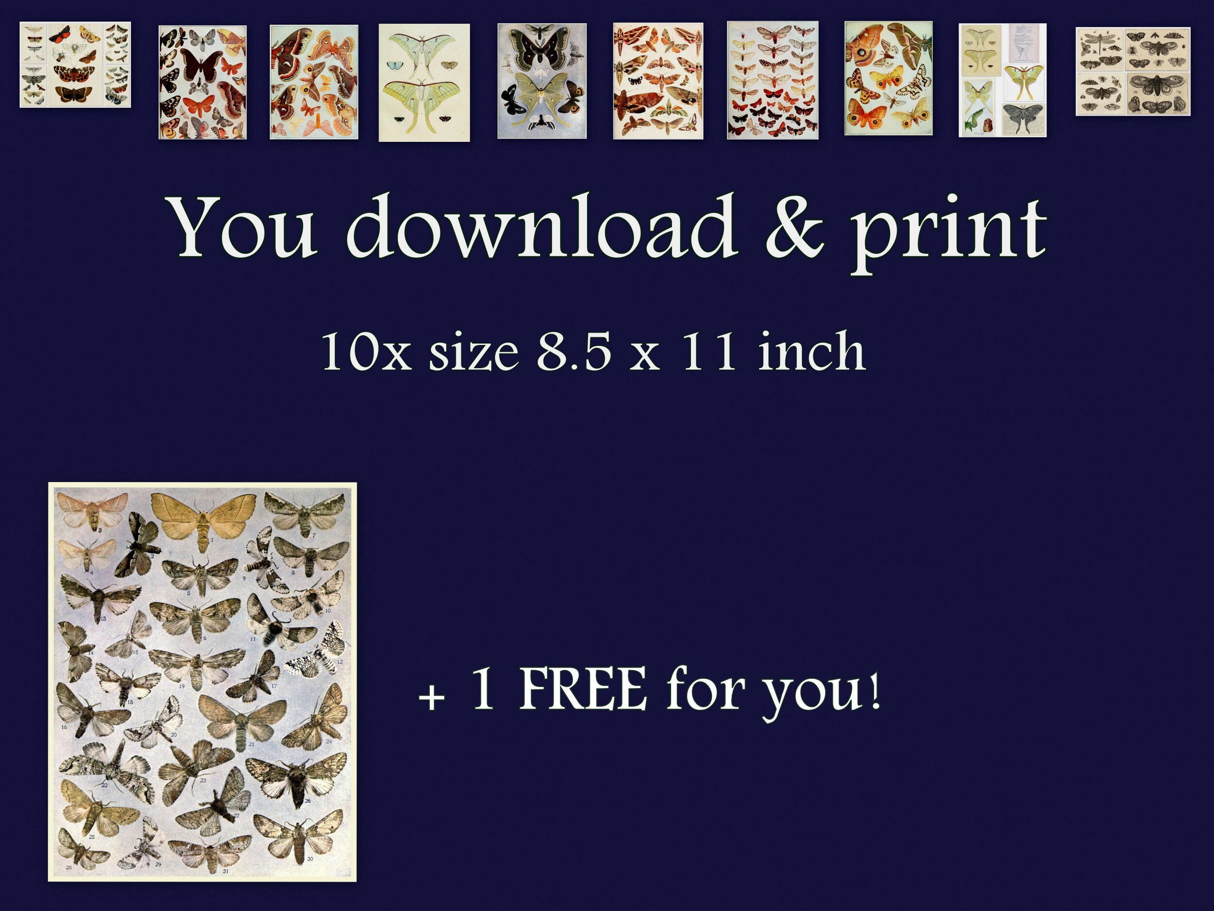 Moth Sticker Pack, Lunar Moth Sticker Sheet, Vintage Entomology Insect ...