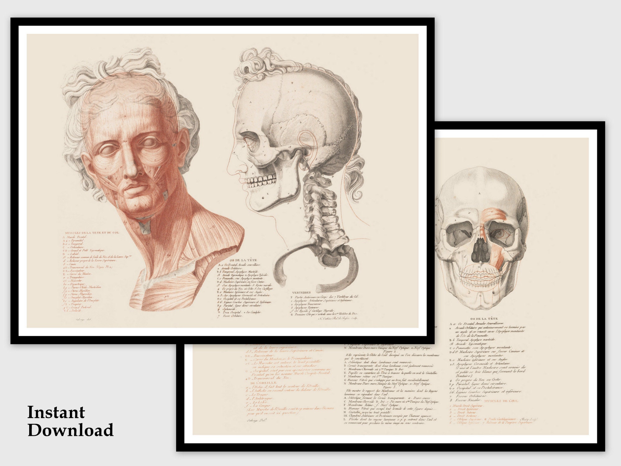 Printable Skull Wall Art Digital Download, Skull Poster Human, Gothic ...