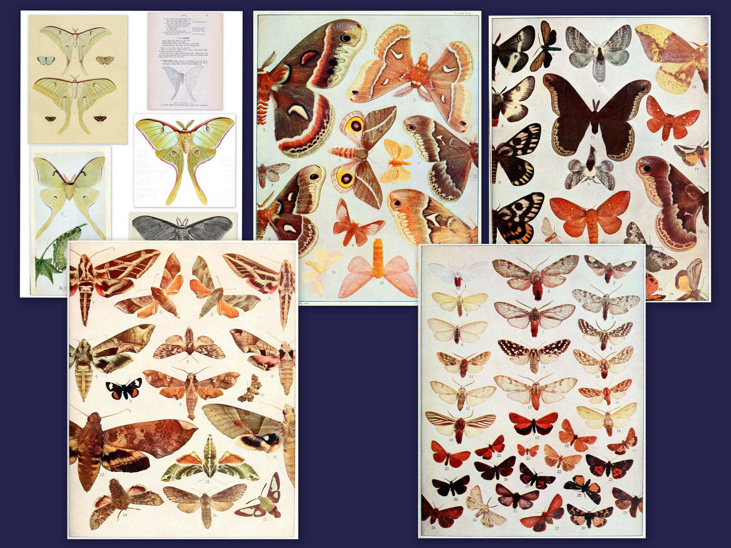 Moth Sticker Pack, Lunar Moth Sticker Sheet, Vintage Entomology Insect ...