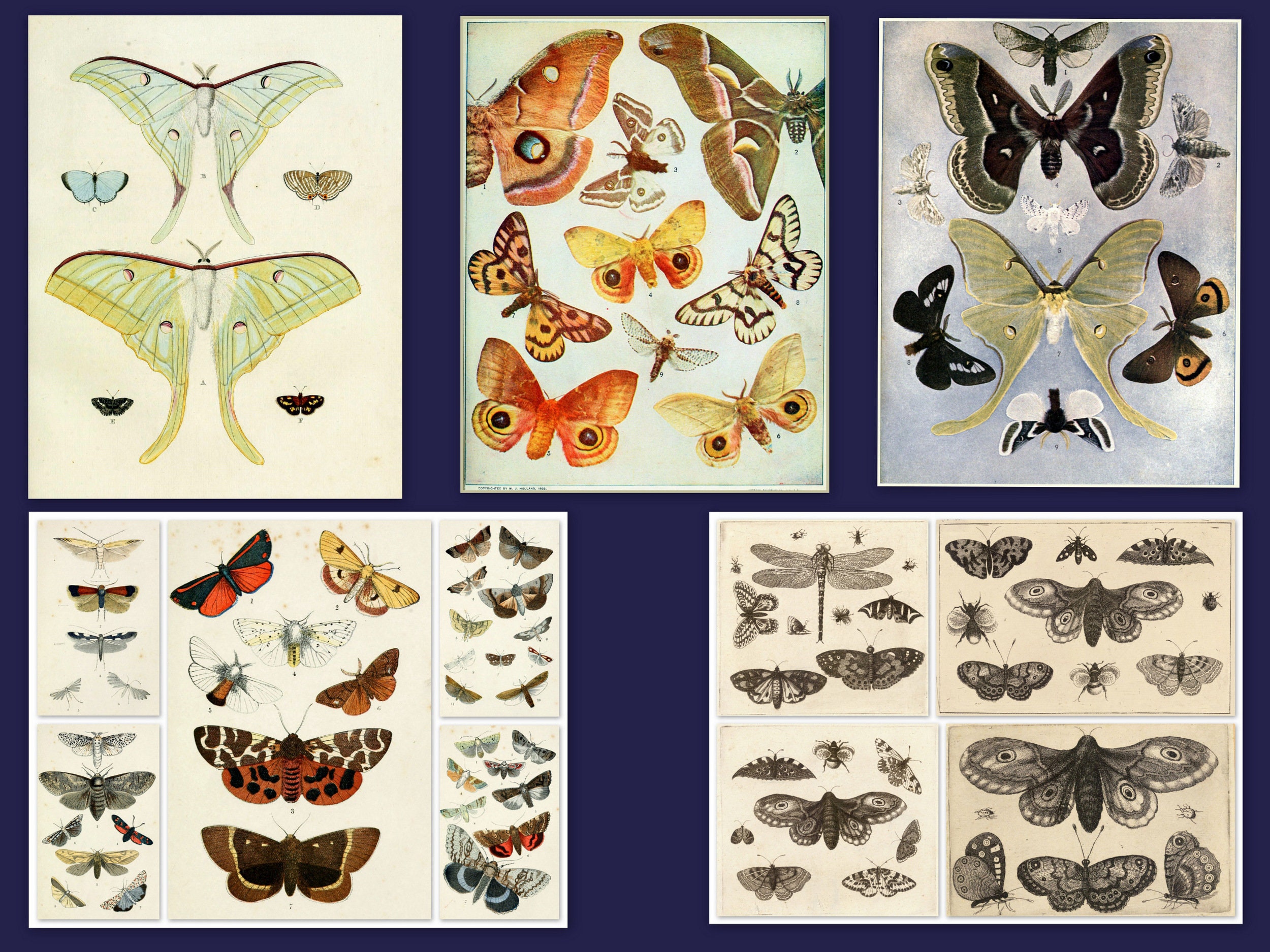 Moth Sticker Pack, Lunar Moth Sticker Sheet, Vintage Entomology Insect ...