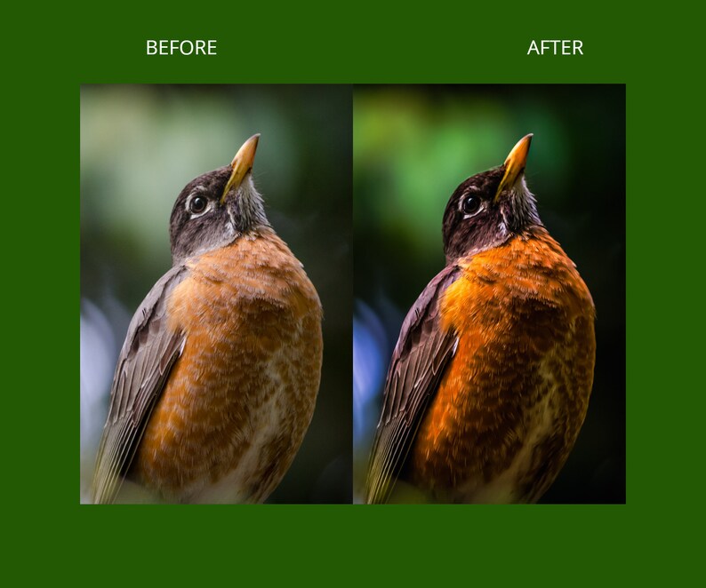 10 Lightroom Presets Photo Presets Wildlife Photography Presets Bird ...
