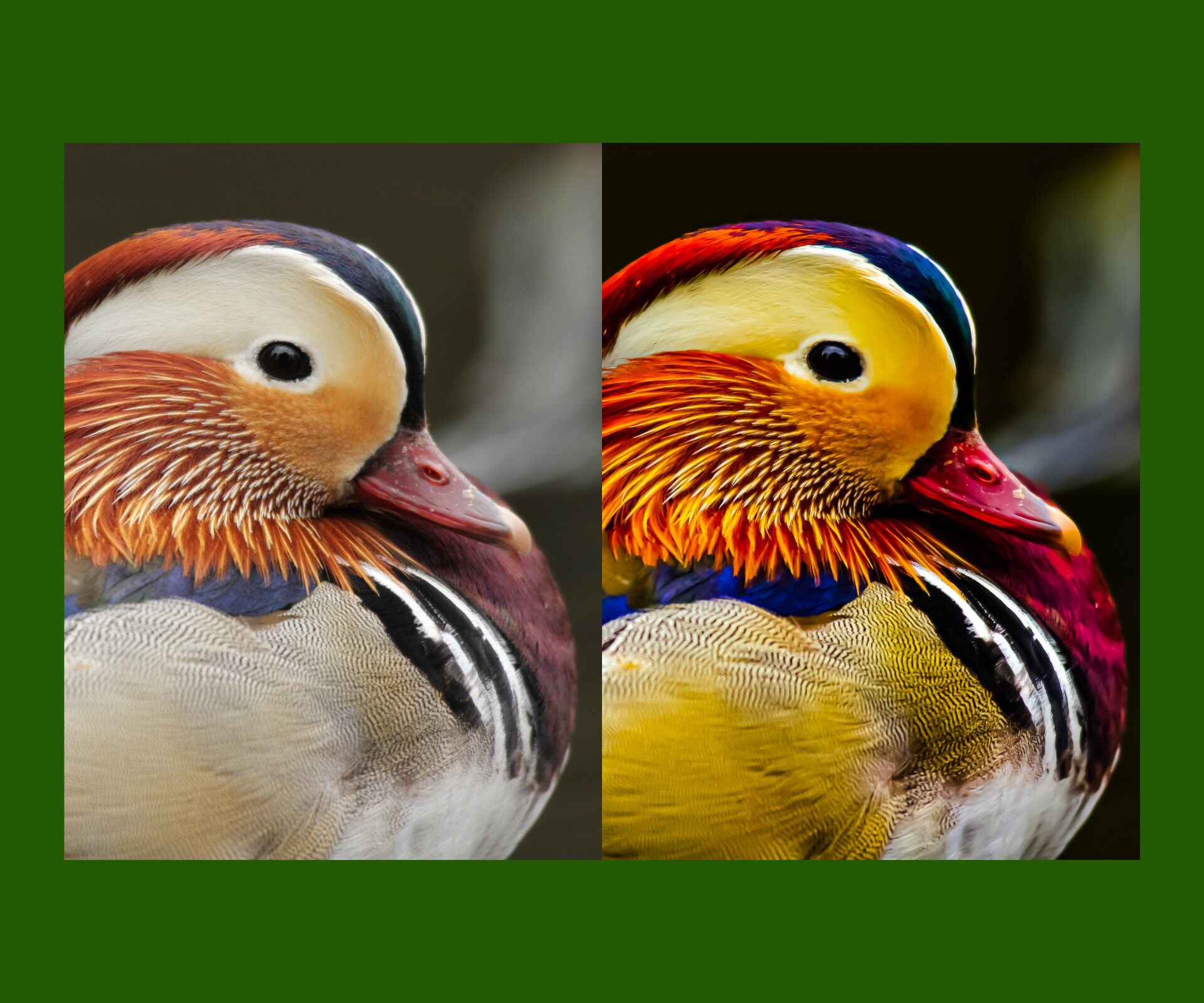 10 Lightroom Presets Photo Presets Wildlife Photography Presets Bird ...