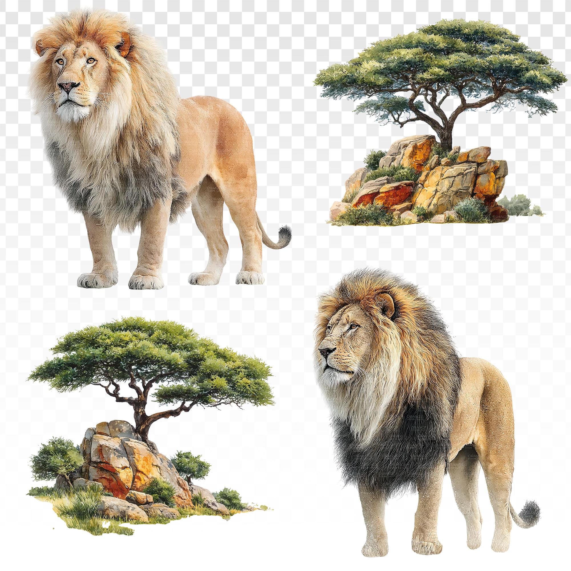 Watercolor African Safari Animals Clipart Bundle 216 PNG (digital ...