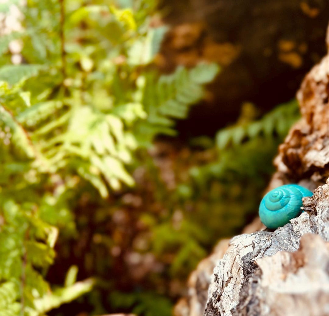 Painted Snail Shells | Fairy Garden | Potter Plant Decor | Garden Decor ...