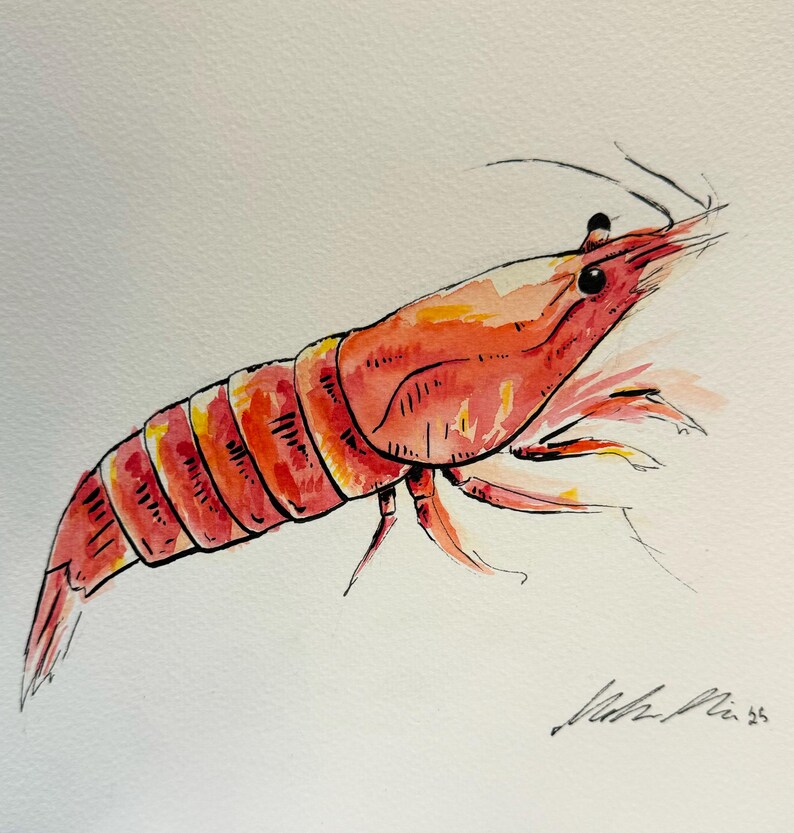 Original Shrimp Watercolor Art | Prawn Art | Seafood Art | Funny ...
