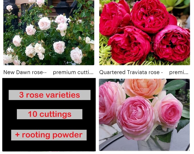 CLIMBING RED ROSE Rosa Bush Hardy Zones 3-9 Scarlet Double Flowers ...