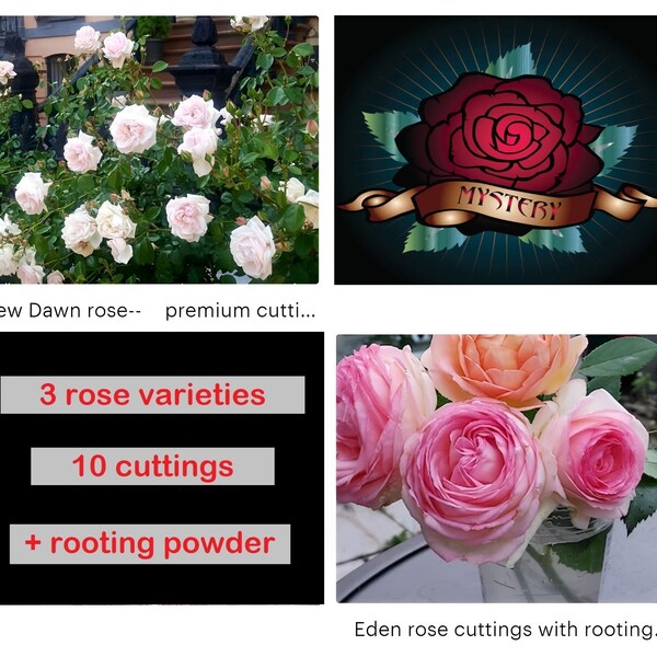 Roses Plants - Etsy