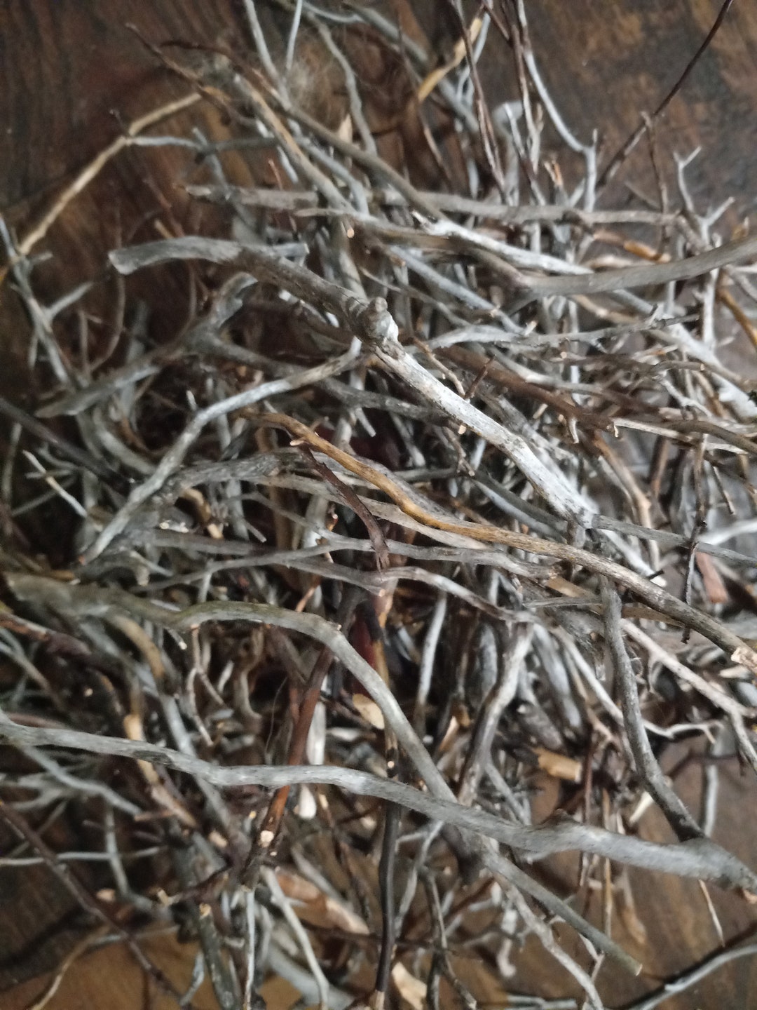 200 Manzanita Twigs for Vivarium Aquarium Terrarium Celebrations Crafts ...