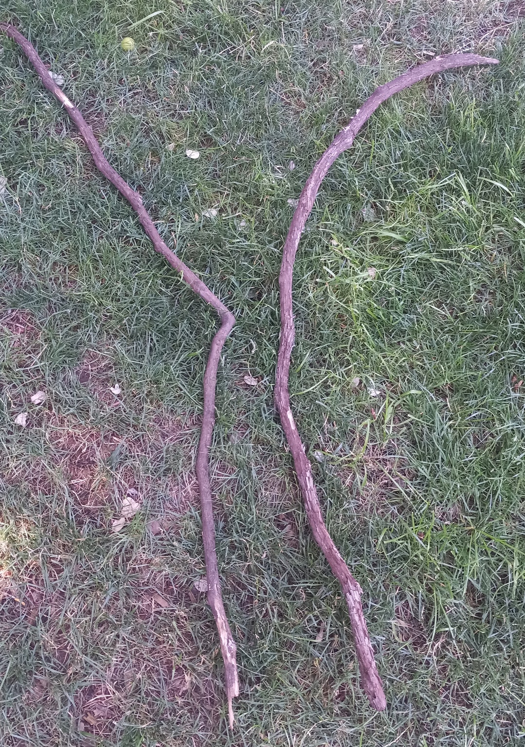 2 40 Inch Branch of Grapevine Wood Vine for Crafts Art Garden - Etsy
