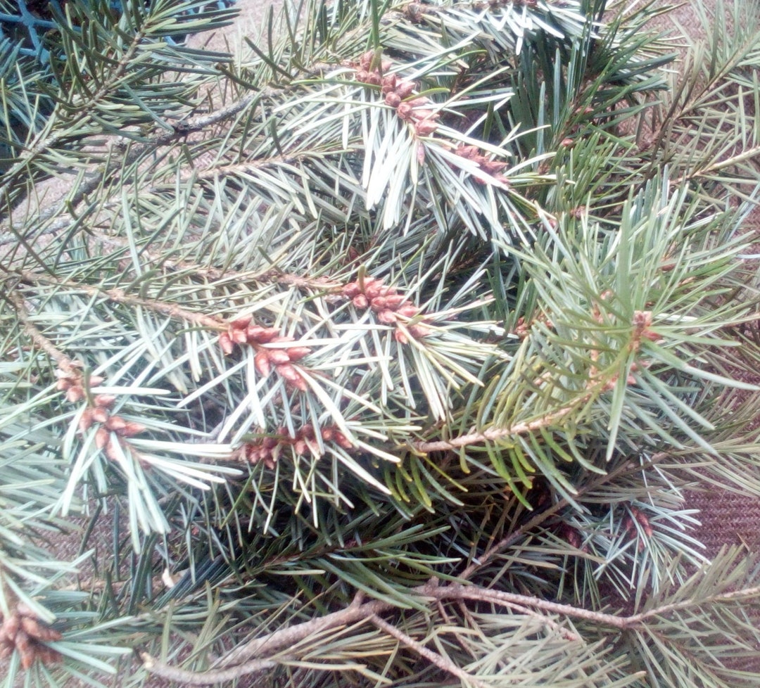 60 Fresh Cut Pine Tree Branches With Buds Crafts Home Decor - Etsy