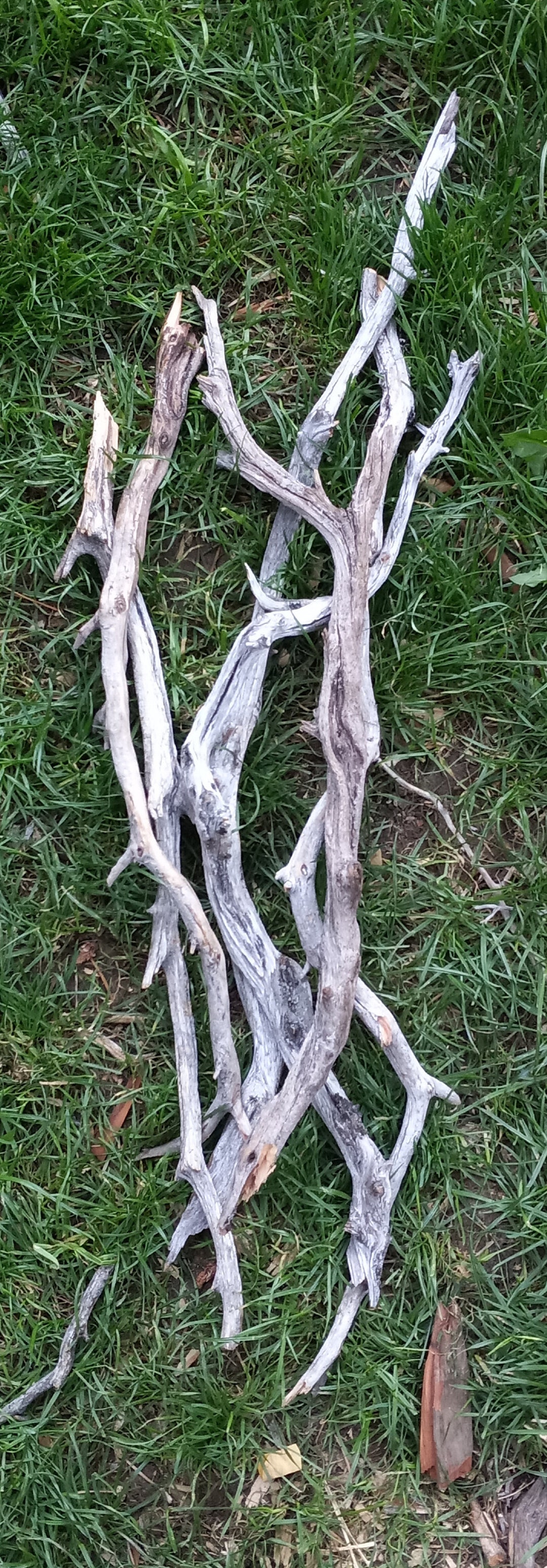 10 28 in Gray Manzanita Weathered Thick Thin Driftwood Branches Air ...