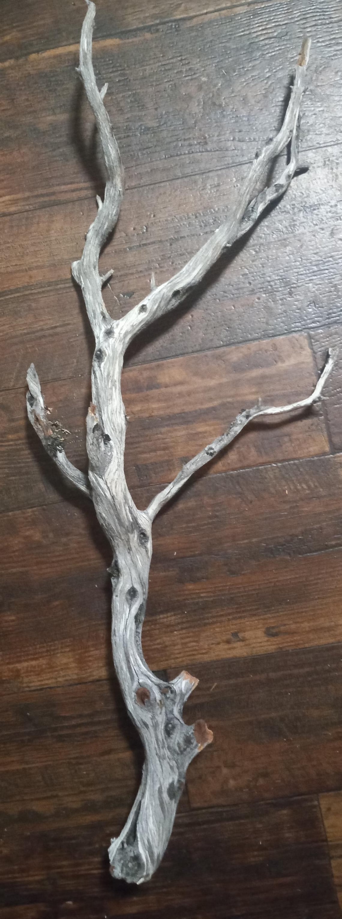 8 Gray Manzanita Driftwood Branches (12-14 Inch): Aquarium, Terrarium ...