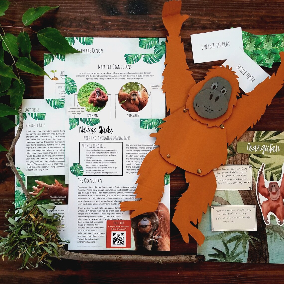 Rainforest Animals Unit Study Curious Trails Nature Study - Etsy