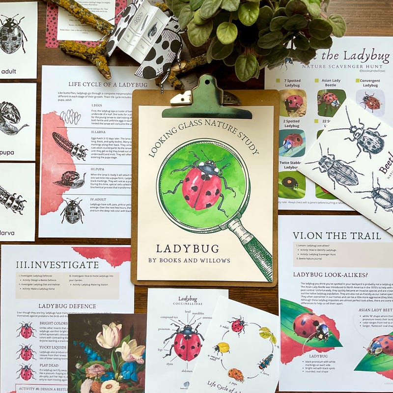 Life Cycle of a Ladybug - Etsy