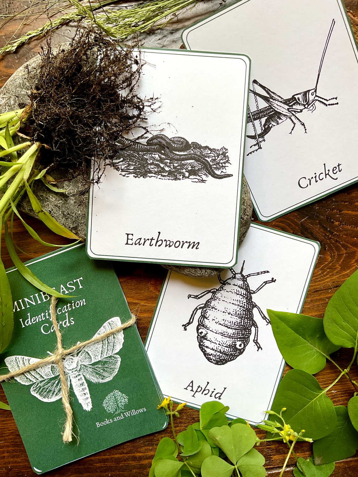 Minibeast Identification Flashcards Nature Study Homeschool - Etsy