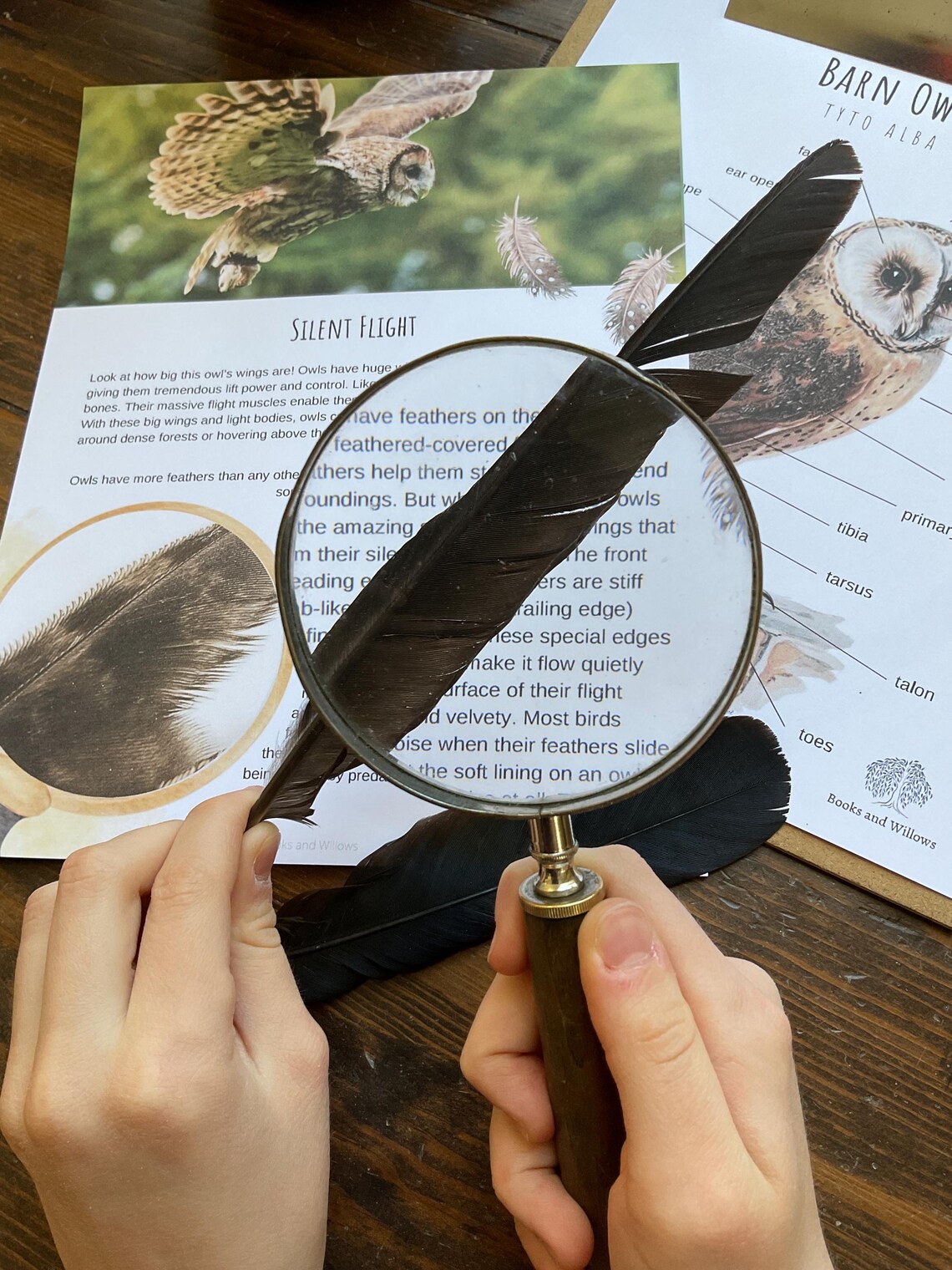 Owl Unit Study: Curious Trails Nature Curriculum (PDF Download) - Etsy