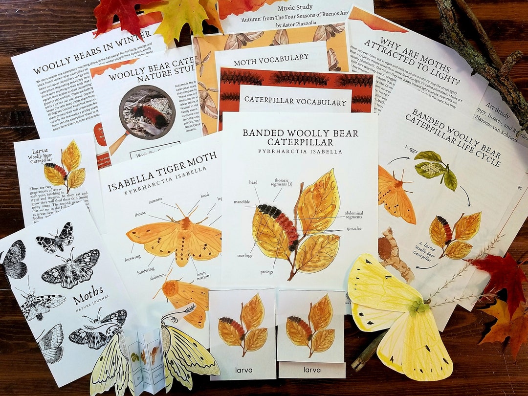 Woolly Bear Caterpillar Nature Study: Homeschool Fall Printable (PDF ...