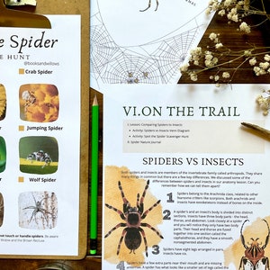 Spider Looking Glass Nature Study | Spider Anatomy & Life Cycle ...