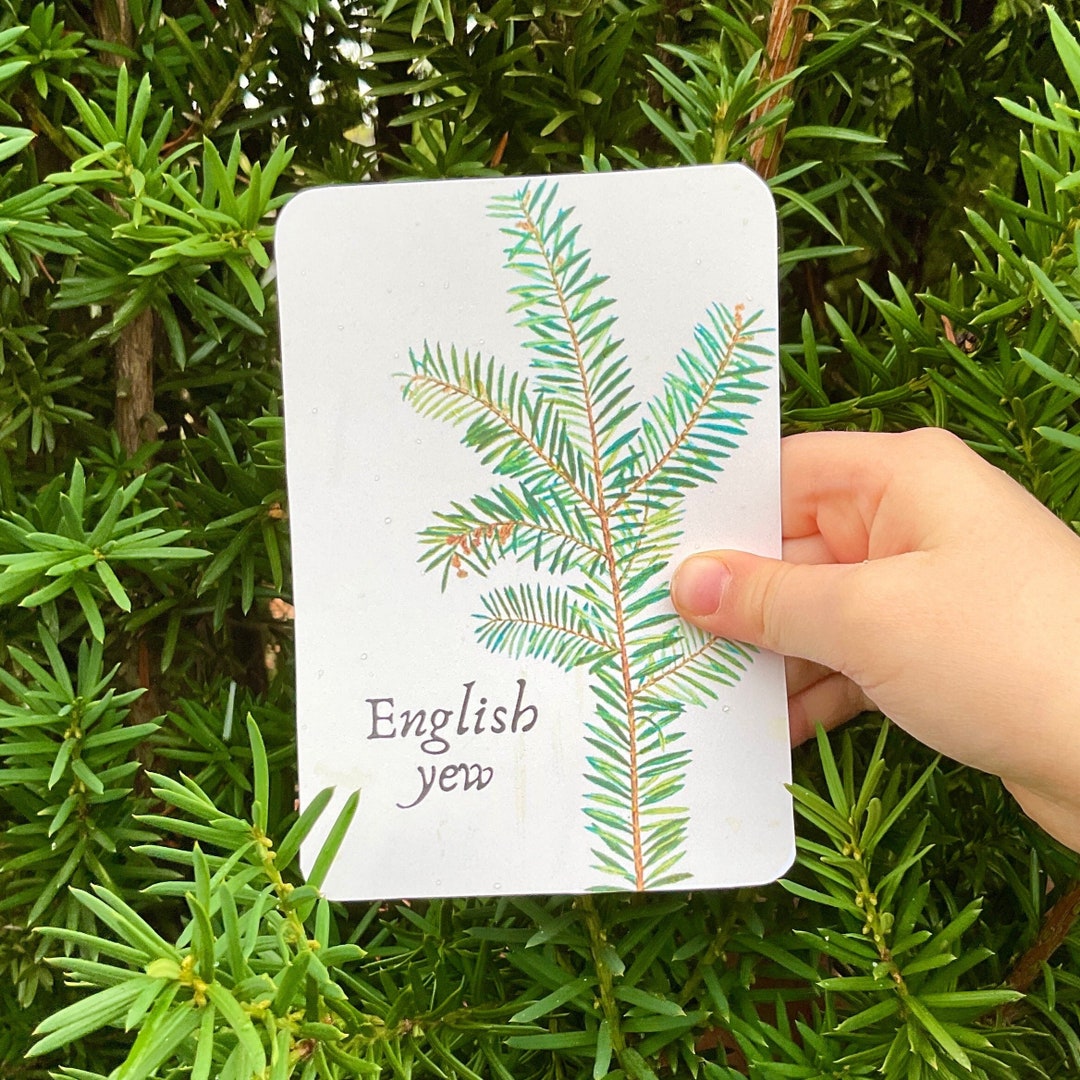 Evergreen Identification Flashcards | Nature Study | Homeschool - Etsy