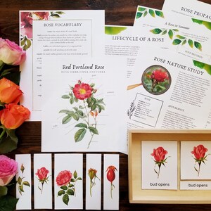 Rose Nature Study | Flower Anatomy & Lifecycle | Garden Study ...