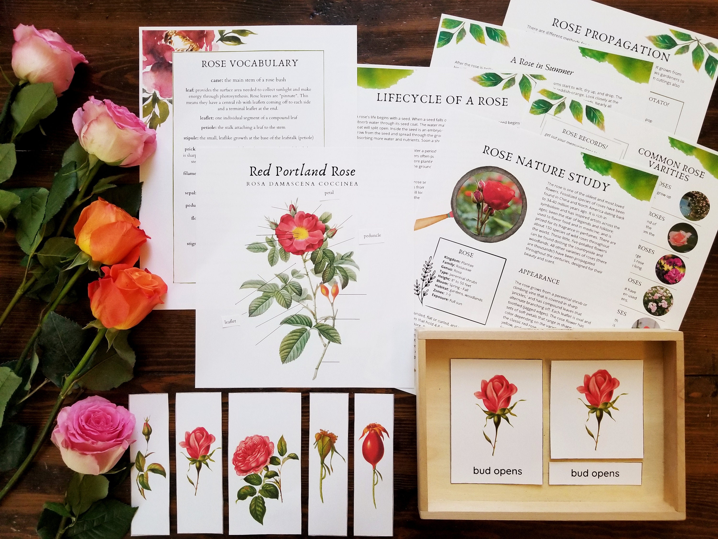 Rose Nature Study Flower Anatomy & Lifecycle Garden Study - Etsy