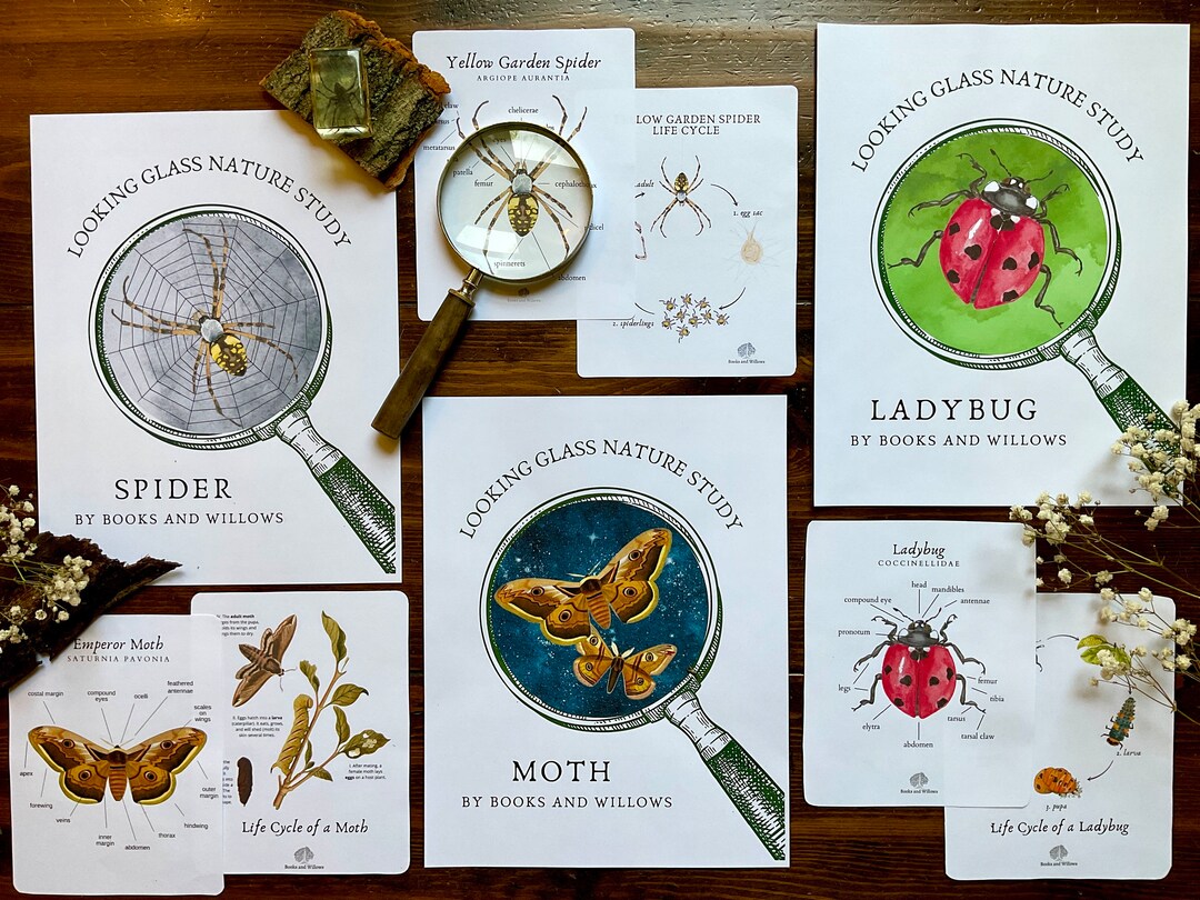 Minibeast Bundle Looking Glass Nature Study Anatomy and Lifecycle ...
